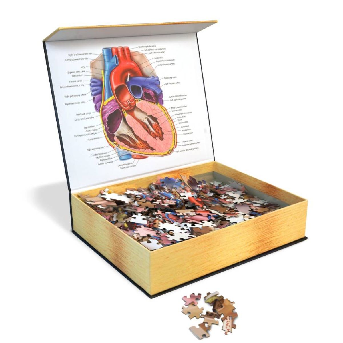 Doctor Livingston's Anatomy Jigsaw Puzzle: The Human Heart | Artemis Games